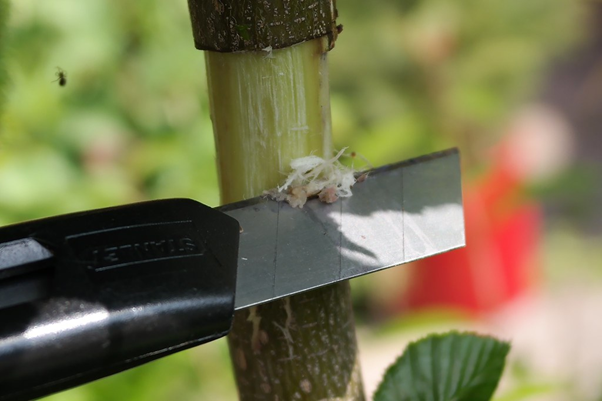 Air Layering? Ever Heard Of It...... Learn More Here! | Seeds For Africa