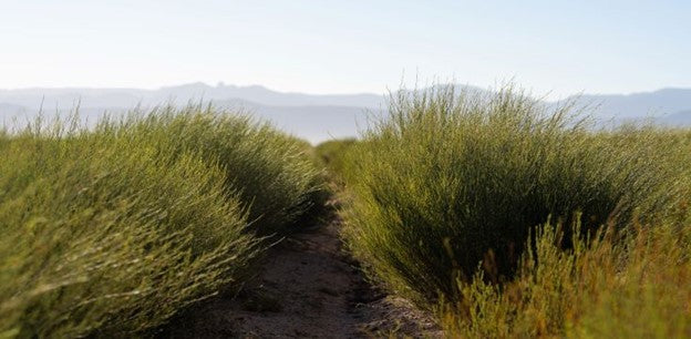 Medicinal Plants Of South Africa | Seeds For Africa