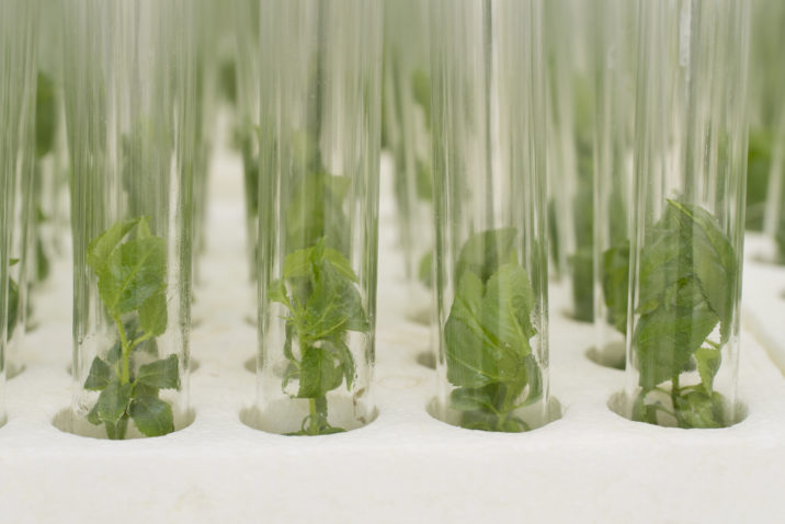 Plant Propagation - Micropropagation via Tissue Culture | Seeds For Africa