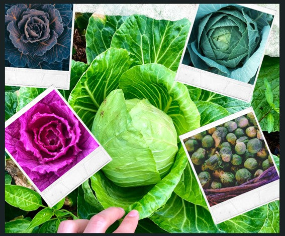 « VIVE LE CHOU » LONG LIVE THE CABBAGE! | Seeds For Africa