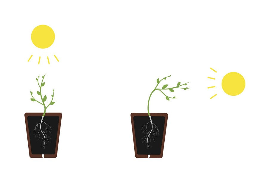 Phototropism In A Nutshell | Seeds For Africa