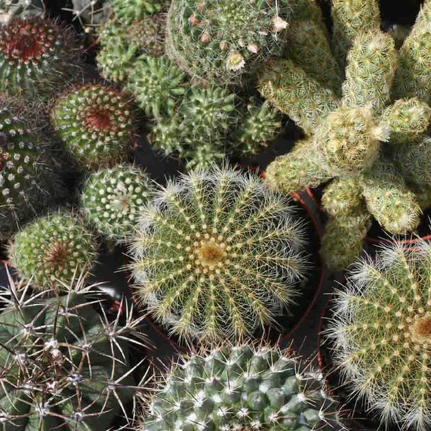 Cacti Seeds | Seeds For Africa