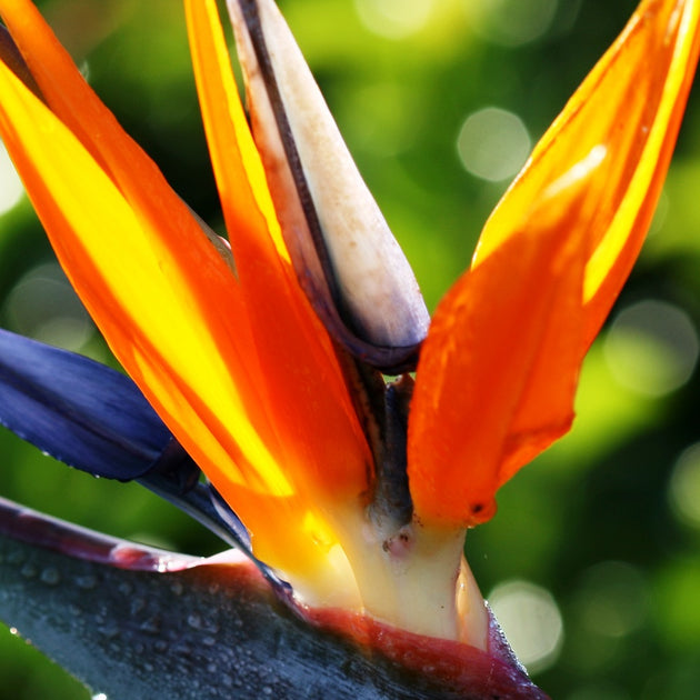 Shrub Seeds | Seeds For Africa