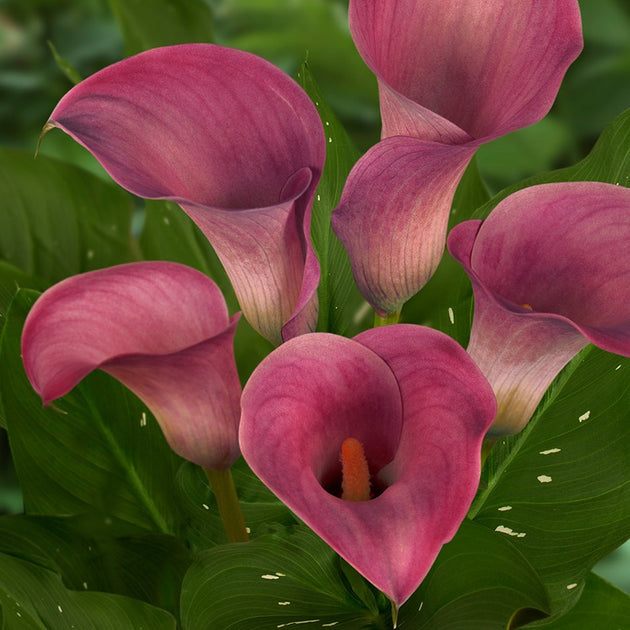 Summer Flower Bulbs | Seeds For Africa