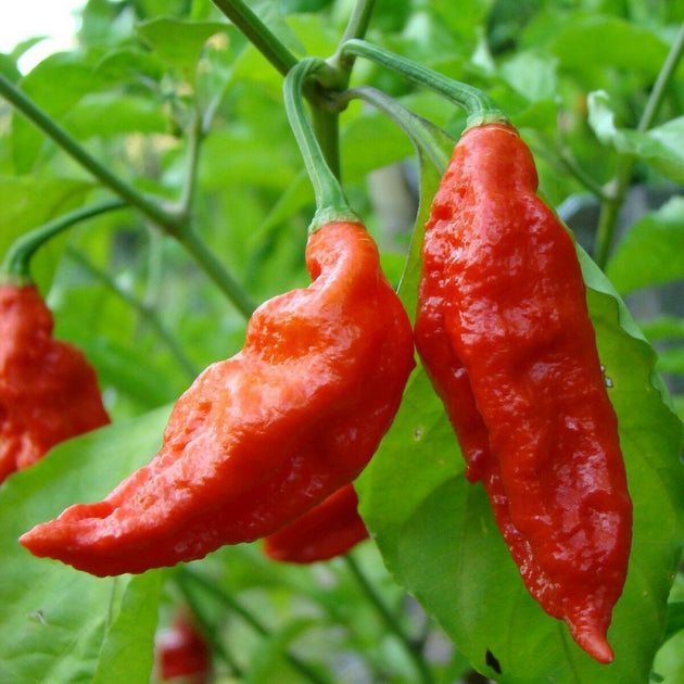 Extremely Hot Chilli Peppers | Seeds For Africa