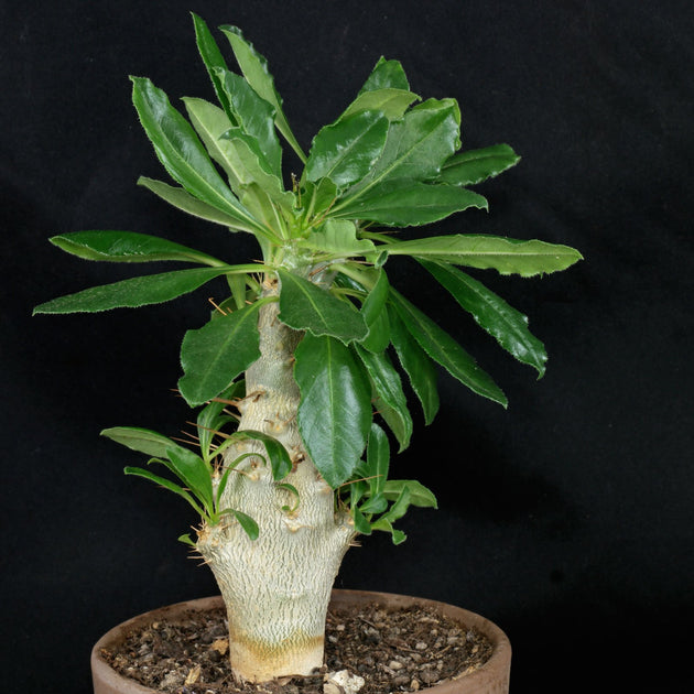Pachypodium Seeds | Seeds For Africa