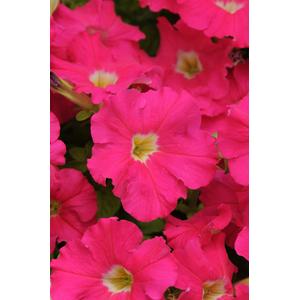 Petunia Dreams Rose - 10 seeds