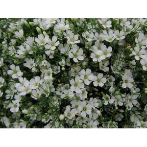 Gypsophila Gypsy White - 5 seeds