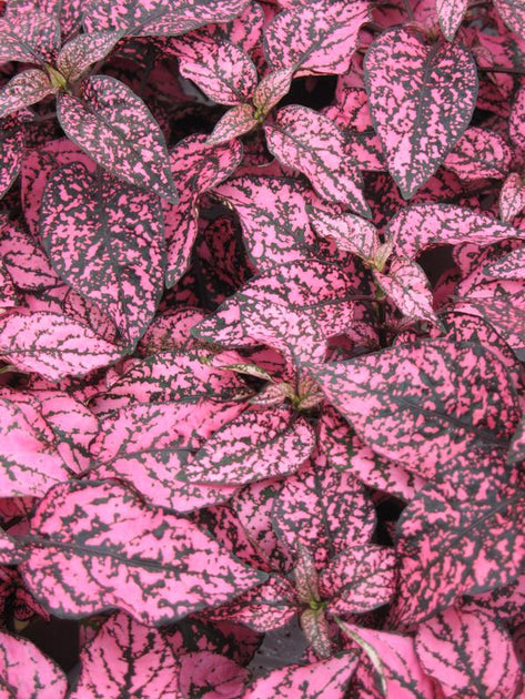 Hypoestes Confetti Compact Rose - Evergreen Perrenial Shrub - 10 Seeds