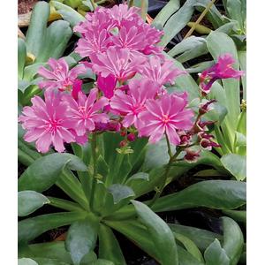 Lewisia Elise Ultra Violet - 5 seeds