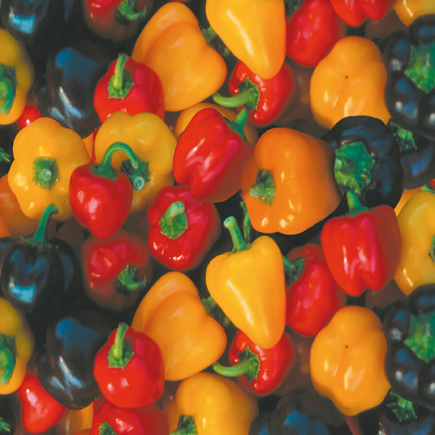 Mini Bell Pepper Mixed Colour Seeds - Vegetable - Capsicum annuum - 10