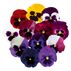 Pansy Inspire Deluxxe Blotch Mix - 10 seeds