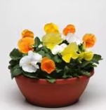Viola sorbet - Citrus Mix - Viola cornuta - 10 Seeds