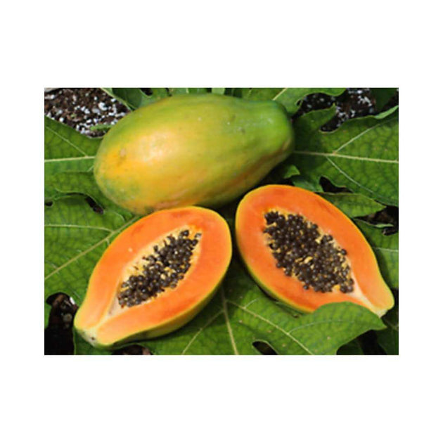 Papaya - Sunrise Solo - Pawpaw - Carica Papaya - Tropical Fruit - 5 Se