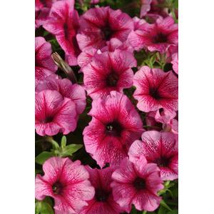 Petunia Carpet Plum - 10 seeds