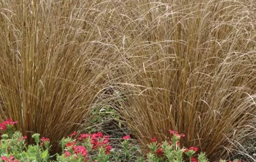 Carex Colorgrass Red Rooster - Carex Buchananii - 5 seeds