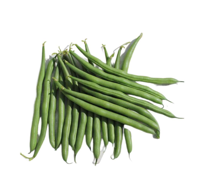 Tahoe Bush Beans Seeds | Seeds for Africa