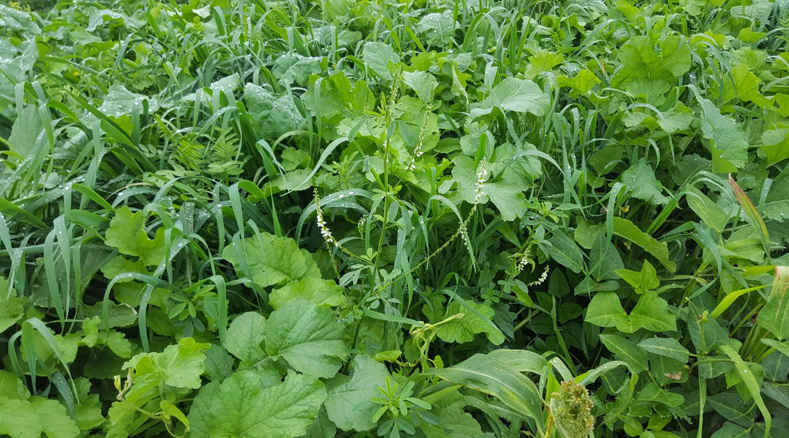 Autumn / Winter Cover Crop Mix | Seeds for Africa