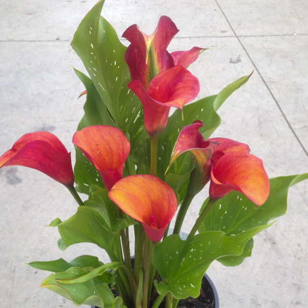 Arum Lily - Zantedeschia - Inferno - Flower Bulbs (Not Seeds)