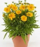 Coreopsis Double The Sun - Coreopsis grandiflora - Annual Flower - 10