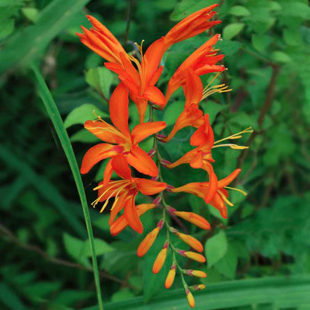 Crocosmia Jupiter- Flower Bulbs (Not Seeds) - 10 bulbs