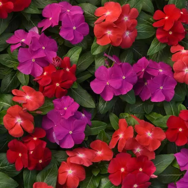 Vinca Pacifica - XP - Bold Mix - Catharanthus roseus - 10 Seeds