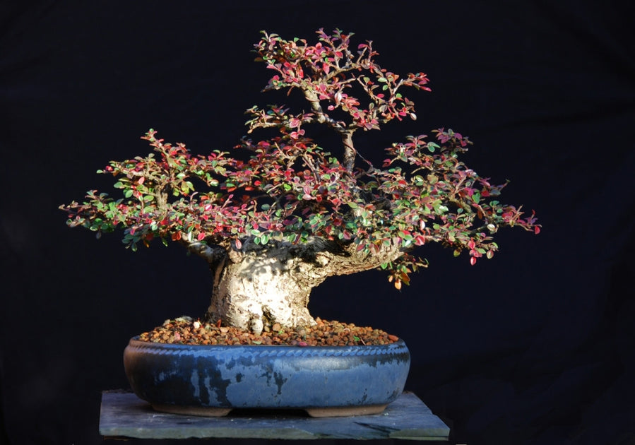Rockspray CotonEaster - Bonsai Tree - Cotoneaster Horizontalis - 5 See