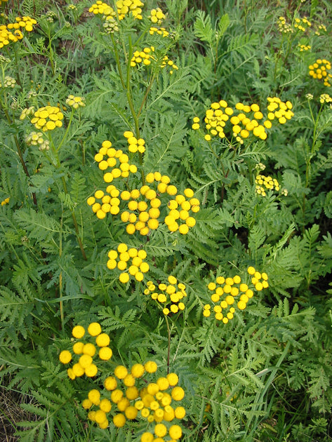 Tansy Seeds | Seeds for Africa