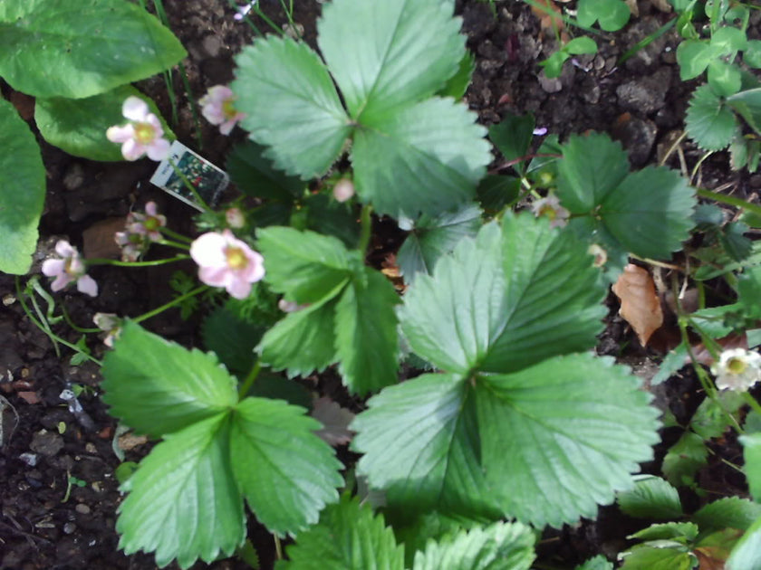 Roman F1 Strawberry Seeds | Seeds For Africa