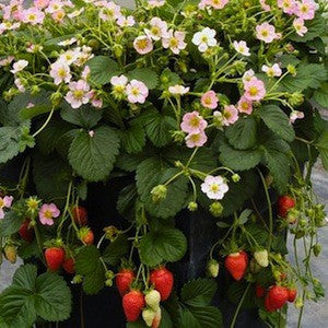 Roman F1 Strawberry Seeds | Seeds for Africa