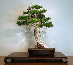 Cedar of Goa - Mexican White Cedar - Cupressus lusitanica Seeds | Seeds ...