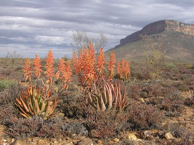 Aloe Falcata - Vanrhynsdorp Aloe Seeds | Seeds for Africa
