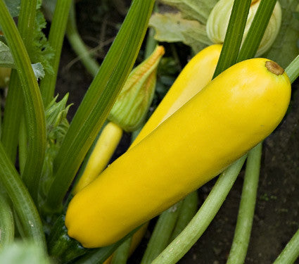 Easy Pick Golden Zucchini Seeds | Seeds for Africa