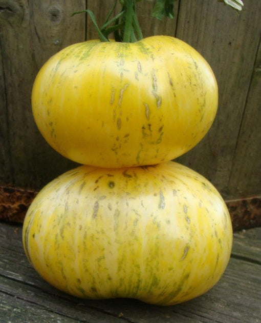 Pineapple Pig Tomato Heirloom Vegetable Seeds | Seeds for Africa