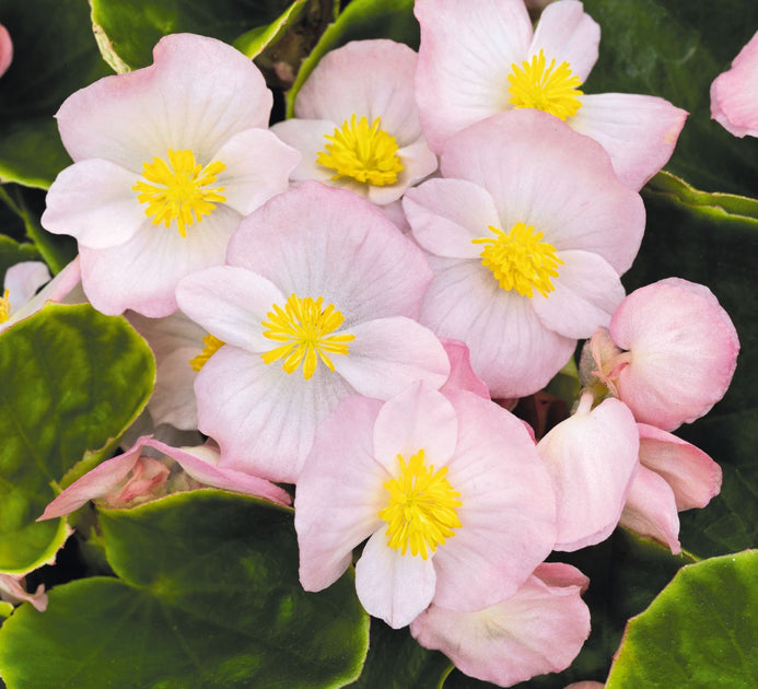 Begonia Sprint Plus Seeds | Seeds for Africa