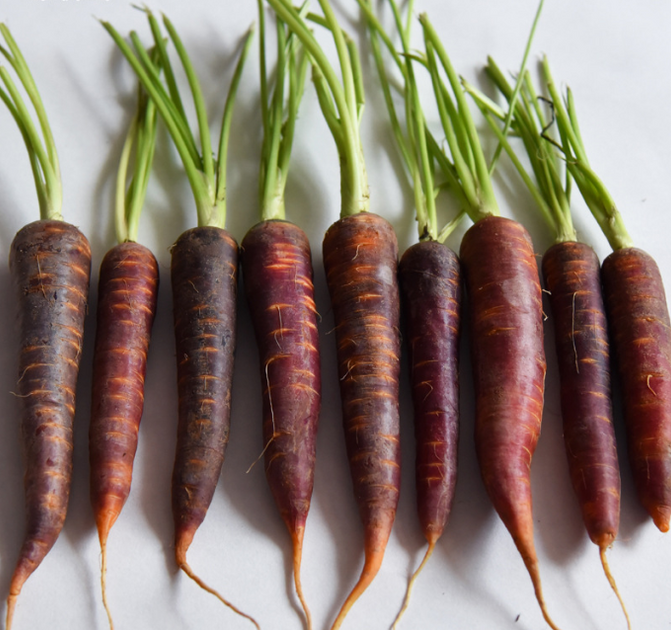 Deep Purple / Orange Cored Carrot - Daucus Carrota - Heirloom Vegetabl