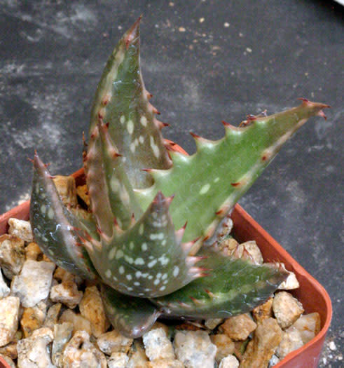 Aloe secundiflora var secundiflora - Succulent - Rare Kenyan Aloe - 5