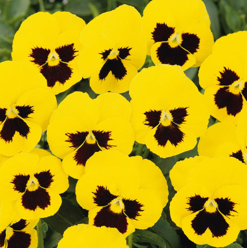 Pansy Panola - Seeds | Seeds for Africa