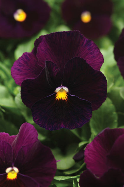 Pansy Panola - Purple - Seeds | Seeds for Africa