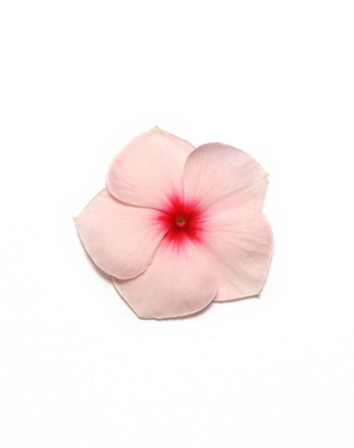 Vinca Pacifica - Apricot - Catharanthus Roseus Seeds | Seeds for Africa