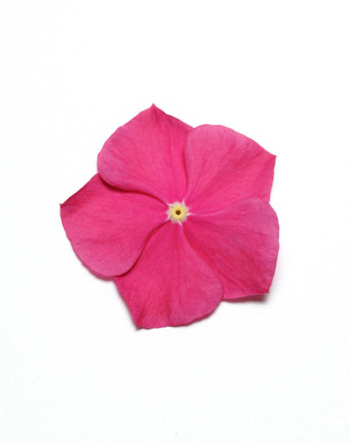 Vinca Pacifica - XP - Raspberry Seeds | Seeds for Africa