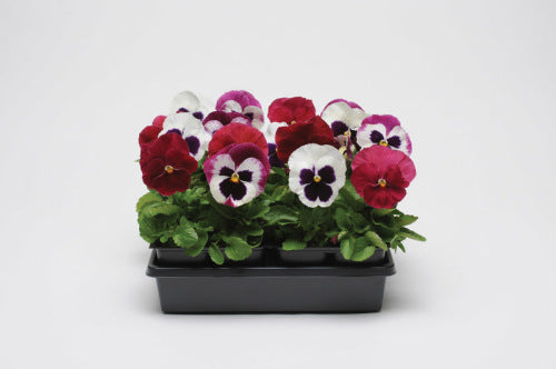 Pansy Matrix - Raspberry Sundae Seeds | Seeds for Africa