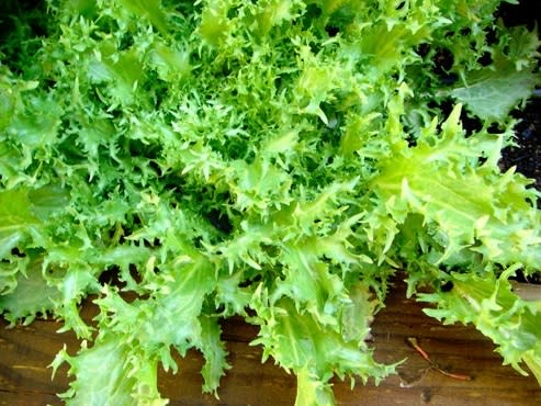Angel Hair Endive / Chicoree Seeds | Seeds for Africa