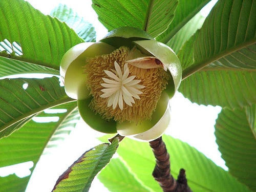 Elephant Apple Exotic Tree - Dillenia Indica - 5 Seeds