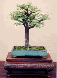 Leopard Tree Exotic Tree - Caesalpinia ferrea Seeds | Seeds for Africa