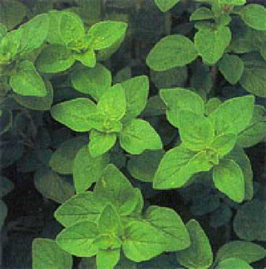 Oregano Culinary Seeds | Seeds for Africa