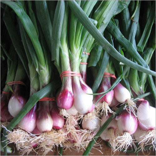 Bunching Onion Spring Onion Seeds | Seeds for Africa