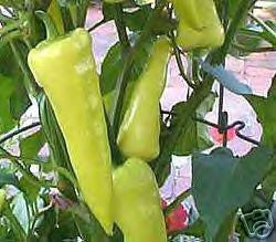 Banana Sweet Pepper - Capsicum Annuum - 10 Seeds