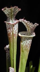 White Top Pitcher Seeds | Seeds for Africa