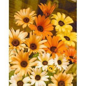 Dimorphotheca Mixed Colours Seeds | Seeds for Africa